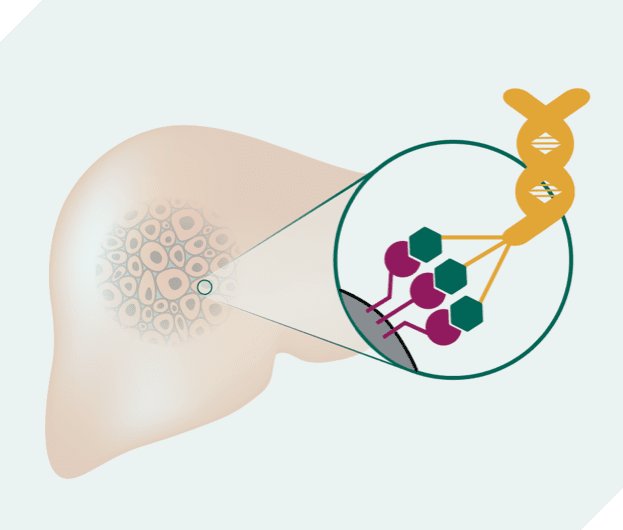 Mechanism of Action | OXLUMO® (lumasiran)